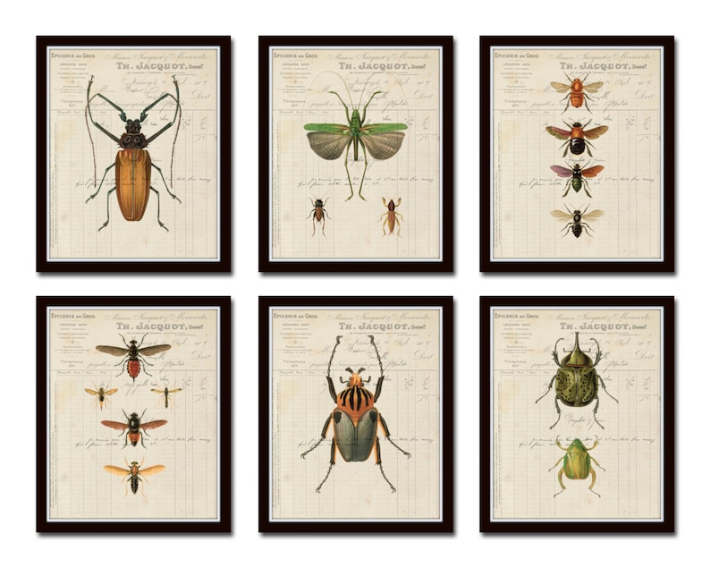French Insect Study Print Set No. 1 Print Set Art Print - Etsy