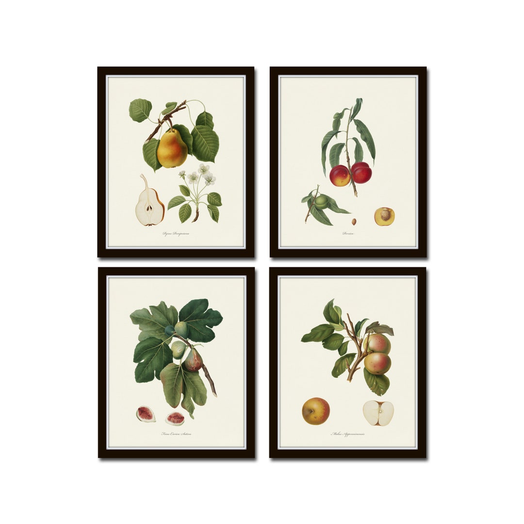 Vintage Fruit Print Set No. 20, Botanical Print Set, Antique Fruit ...