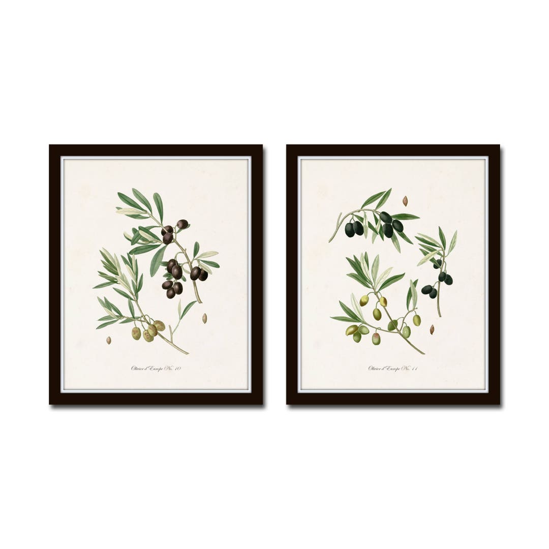 Antique Olive Print Set No. 2, Vintage Botanical Art, Kitchen Art ...