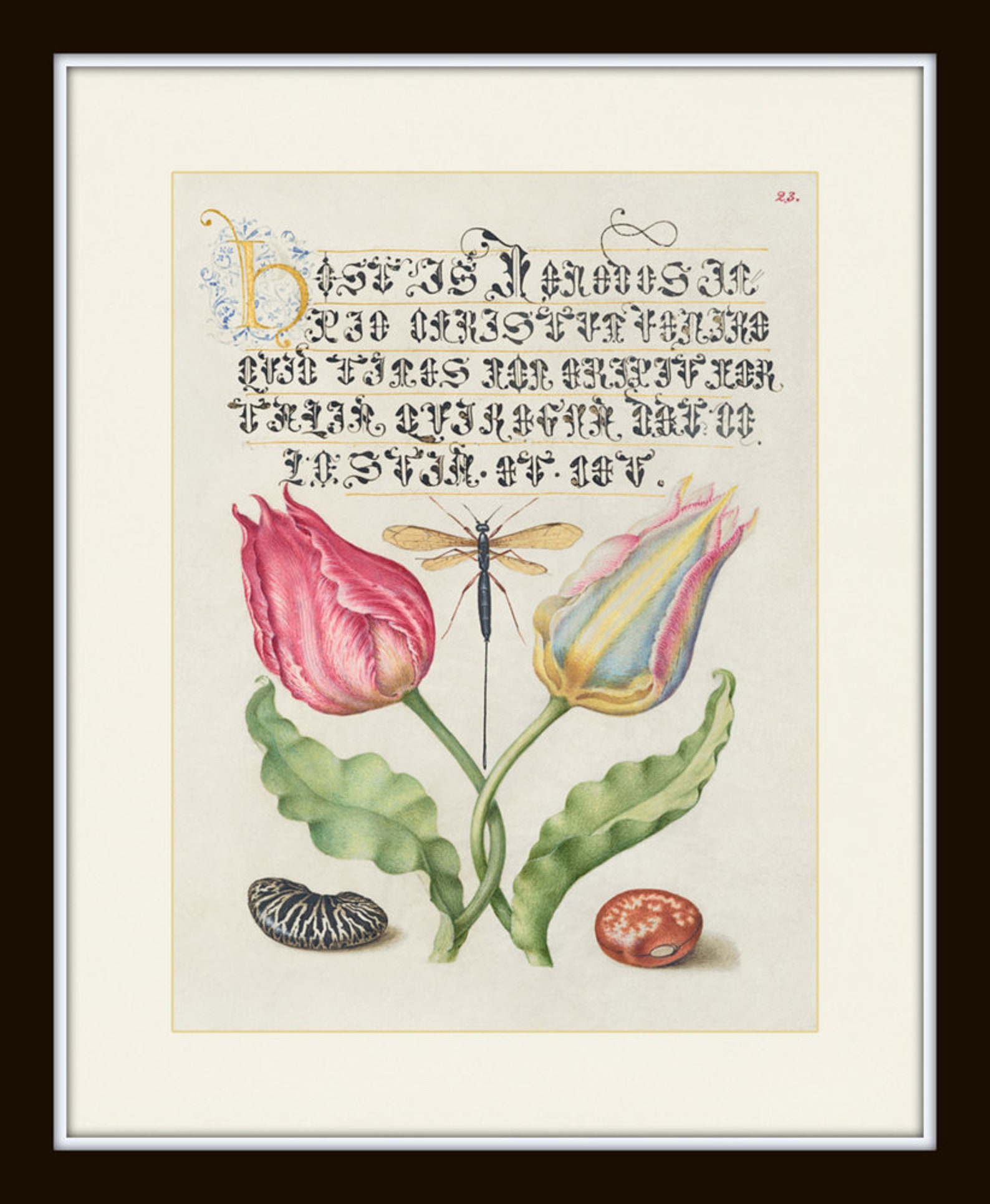 Botanical Print Set Calligraphy Art Manuscript Giclee Art | Etsy