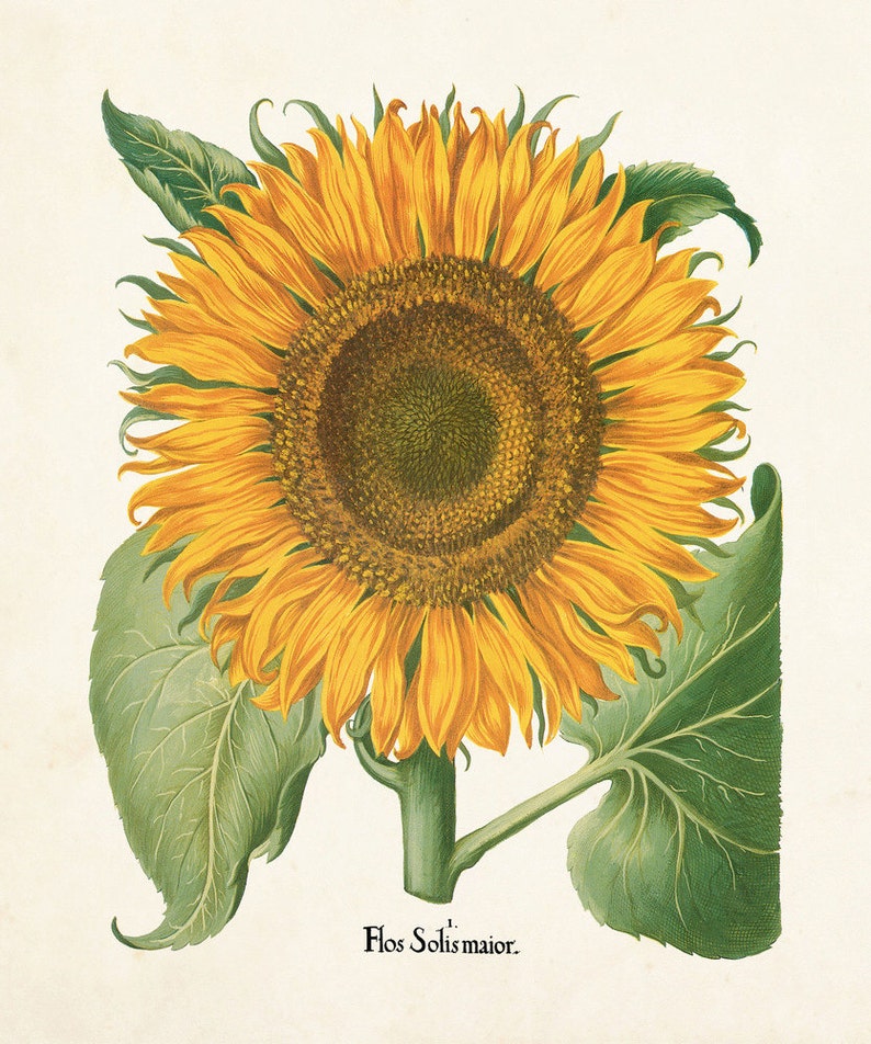 Antique Sunflower Print No. 5, Botanical Print, Antique Botanical ...