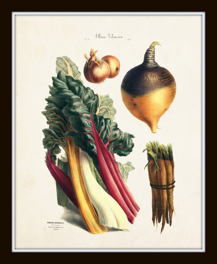 French Vegetable Print Set Wall Art Illustration Botanical - Etsy
