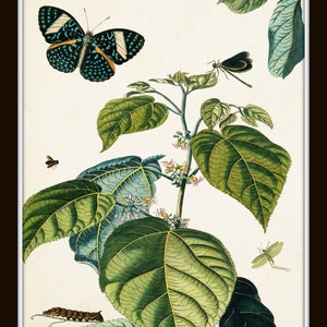 Nature Study Collage No. 23, Botanical Print Set, Collage, Giclee Print ...