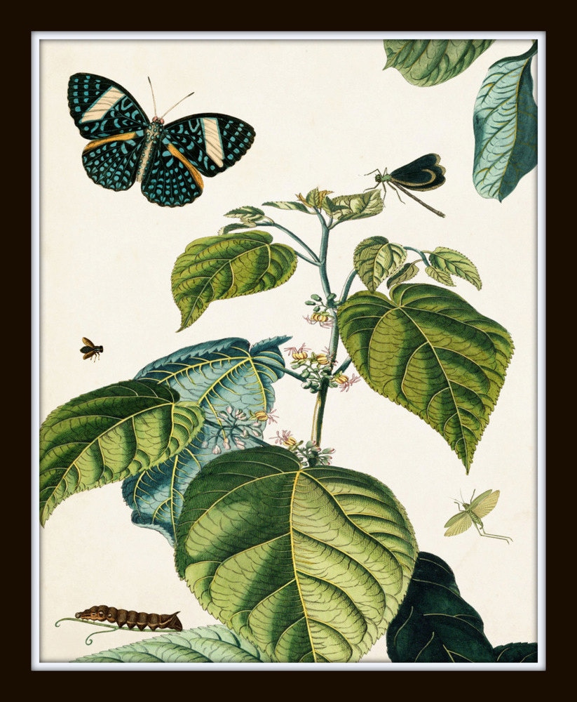 Nature Study Collage No. 23 Botanical Print Set Natural - Etsy