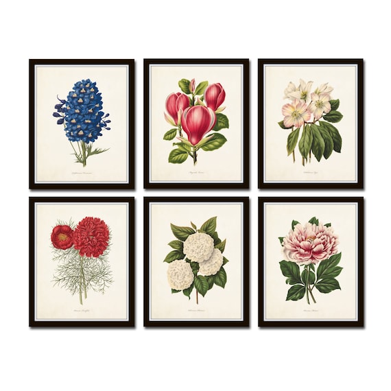 English Botanical Prints 15 Antique Botanical Studies – Natalia