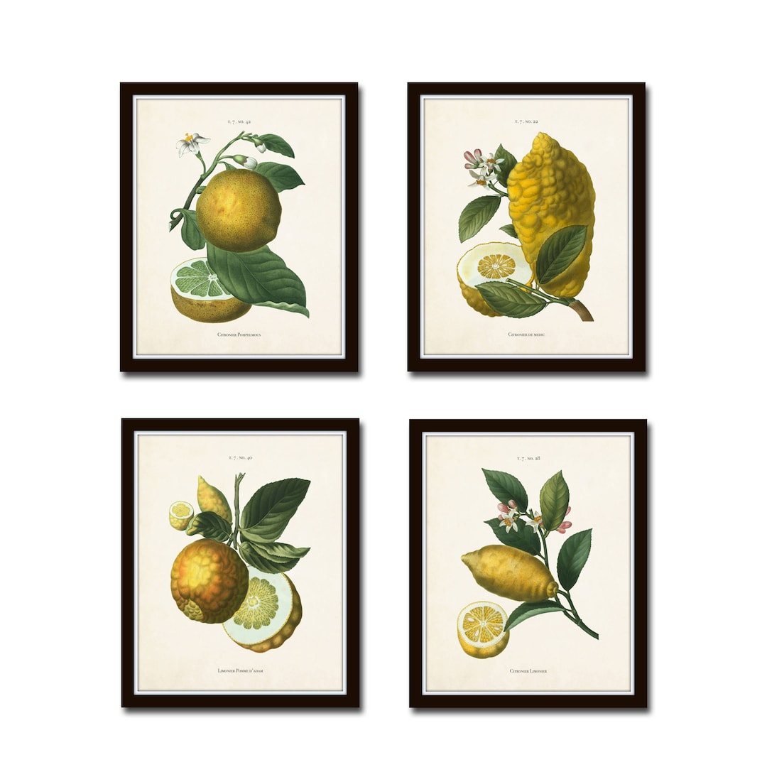 French Citrus Prints No. 1, Botanical Prints, Botanical Print Set ...