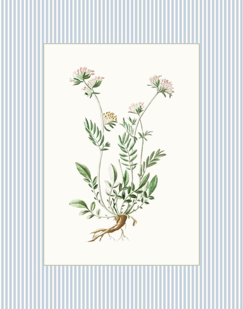 Antique Botanical Collage Print Set, Italian Botanical Art, Home Decor ...
