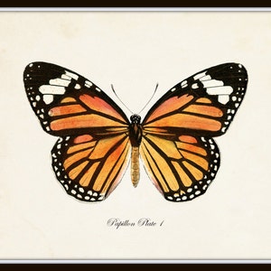 Papillon Butterfly Print Set No.12, Vintage Butterfly Prints, Giclee ...