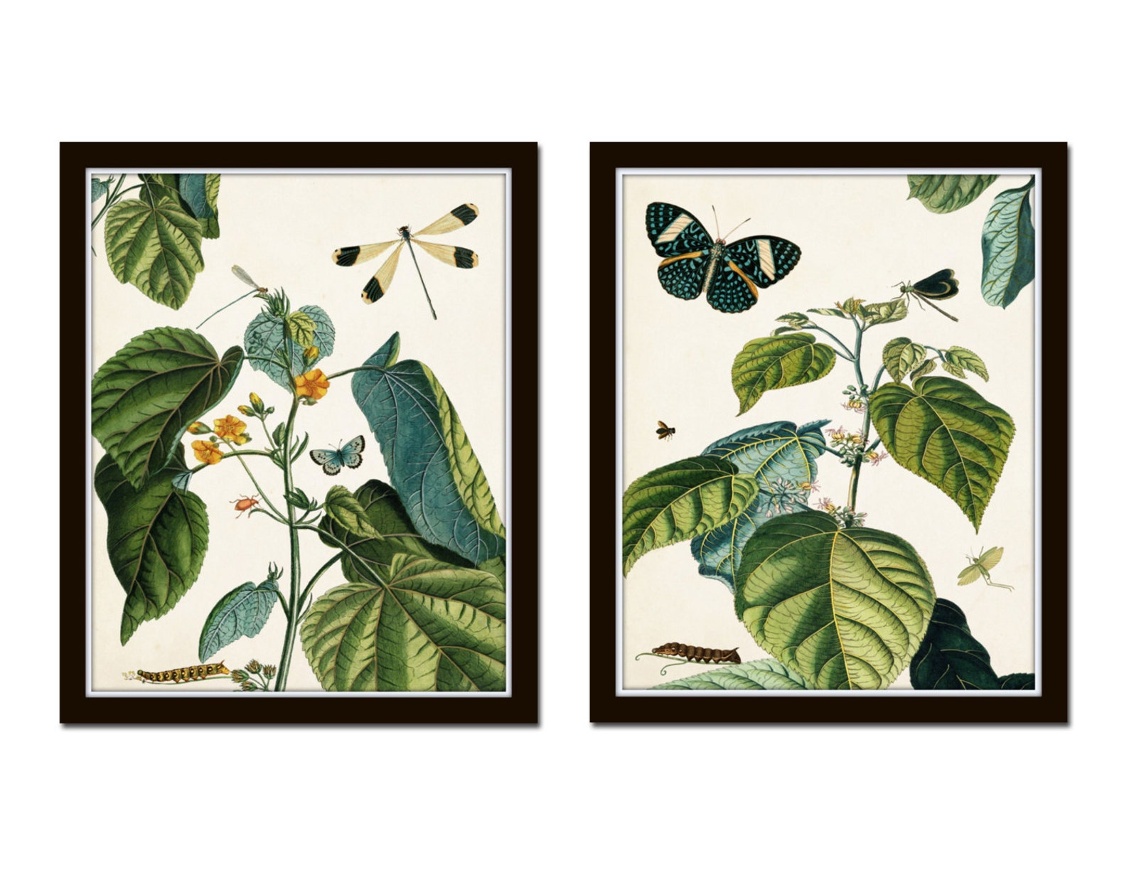 Nature Study Collage No. 23, Botanical Print Set, Collage, Giclee Print ...