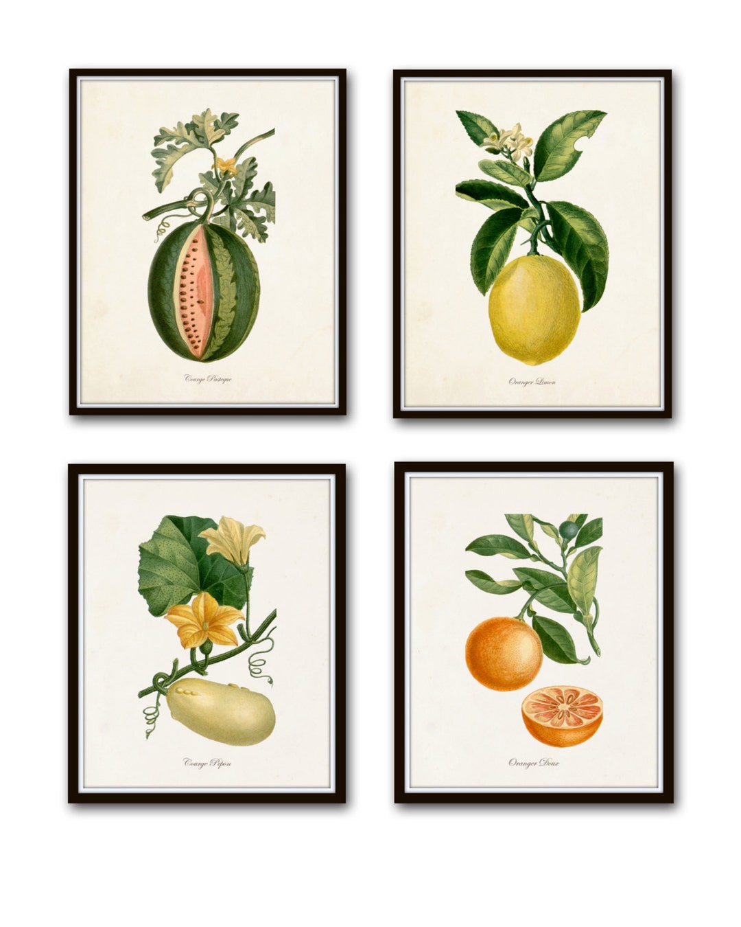 French Botanical Print Set No. 12, Giclee, Vintage Botanical, Kitchen ...