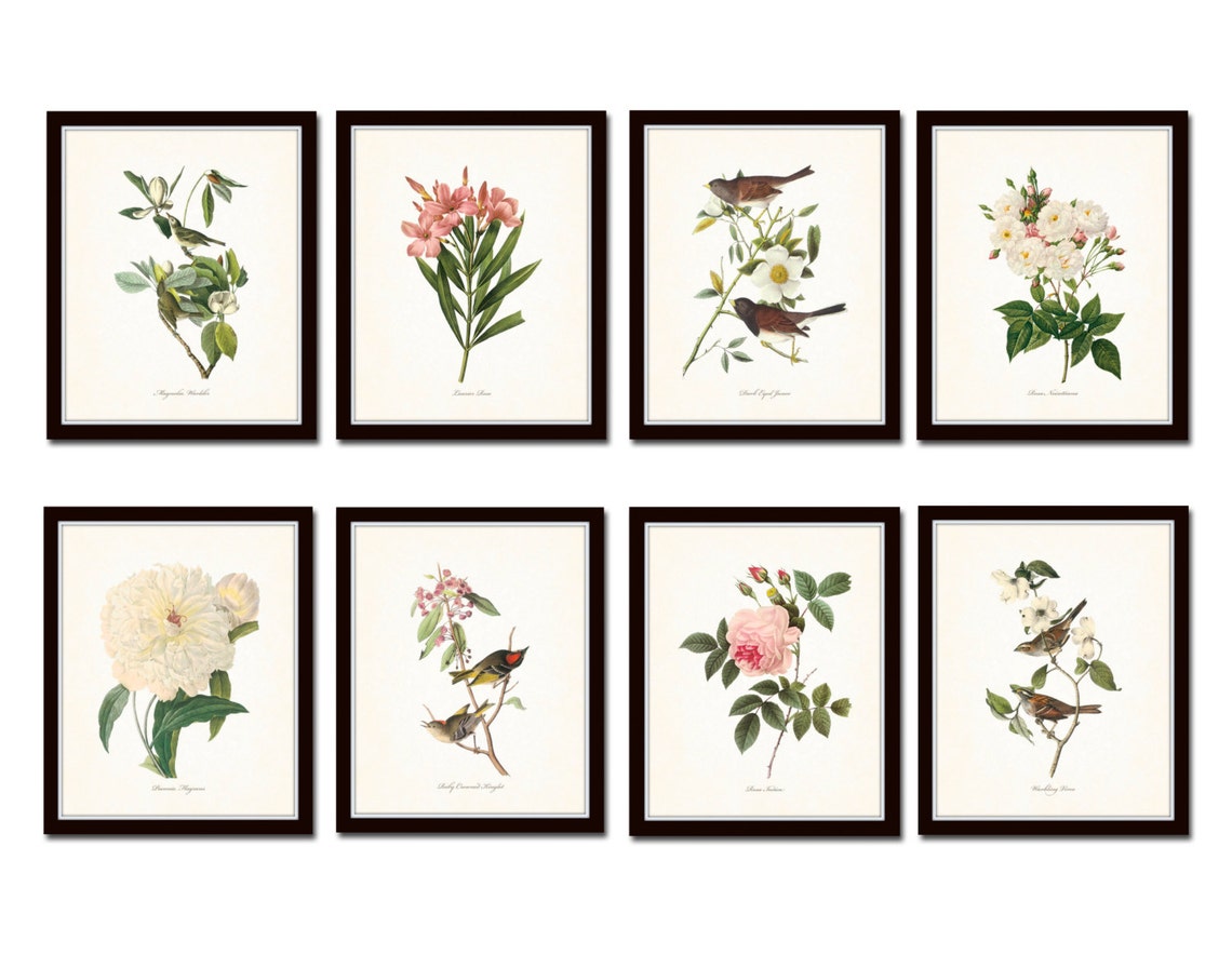 Bird and Botanical Print Set No. 1 Redoute Botanical Prints - Etsy