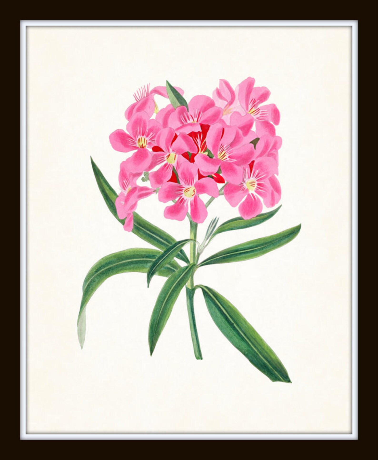 Pink Botanical Print Set No. 10 Art Prints Botanical Print - Etsy