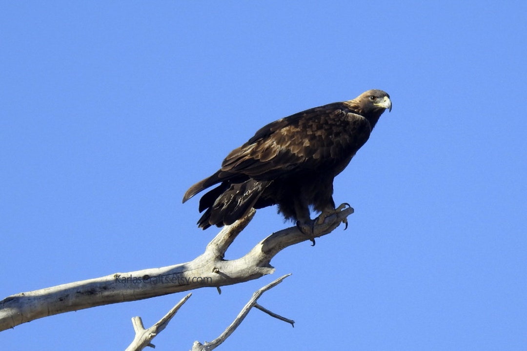 Golden Eagle Picture Downloadable Wall Art Wildlife - Etsy