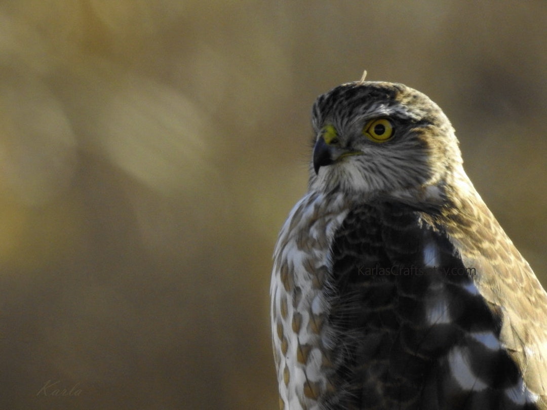 Photograph of a Hawk, Side Profile Picture, Nature Wall Art, Wildlife ...