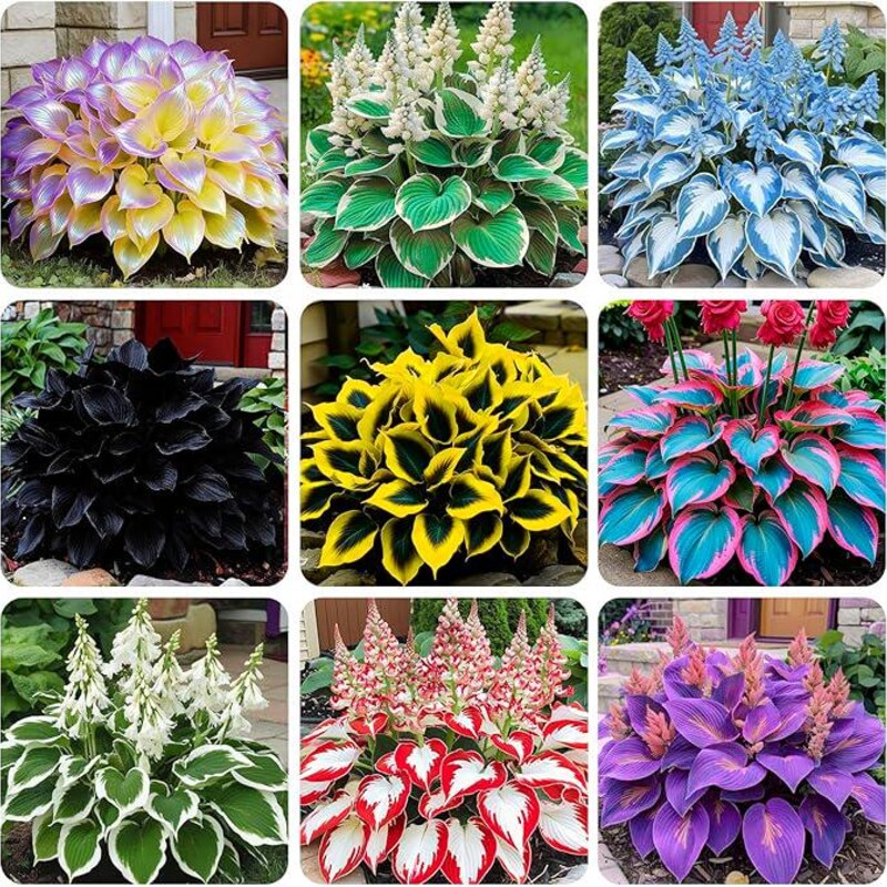 Butterfly Hosta - Etsy