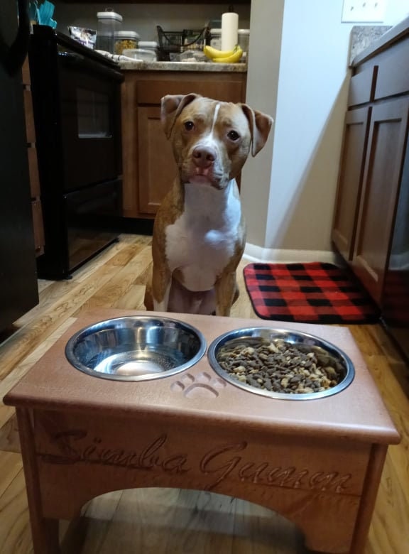 Doggie Dining Table (extra Large) - Etsy
