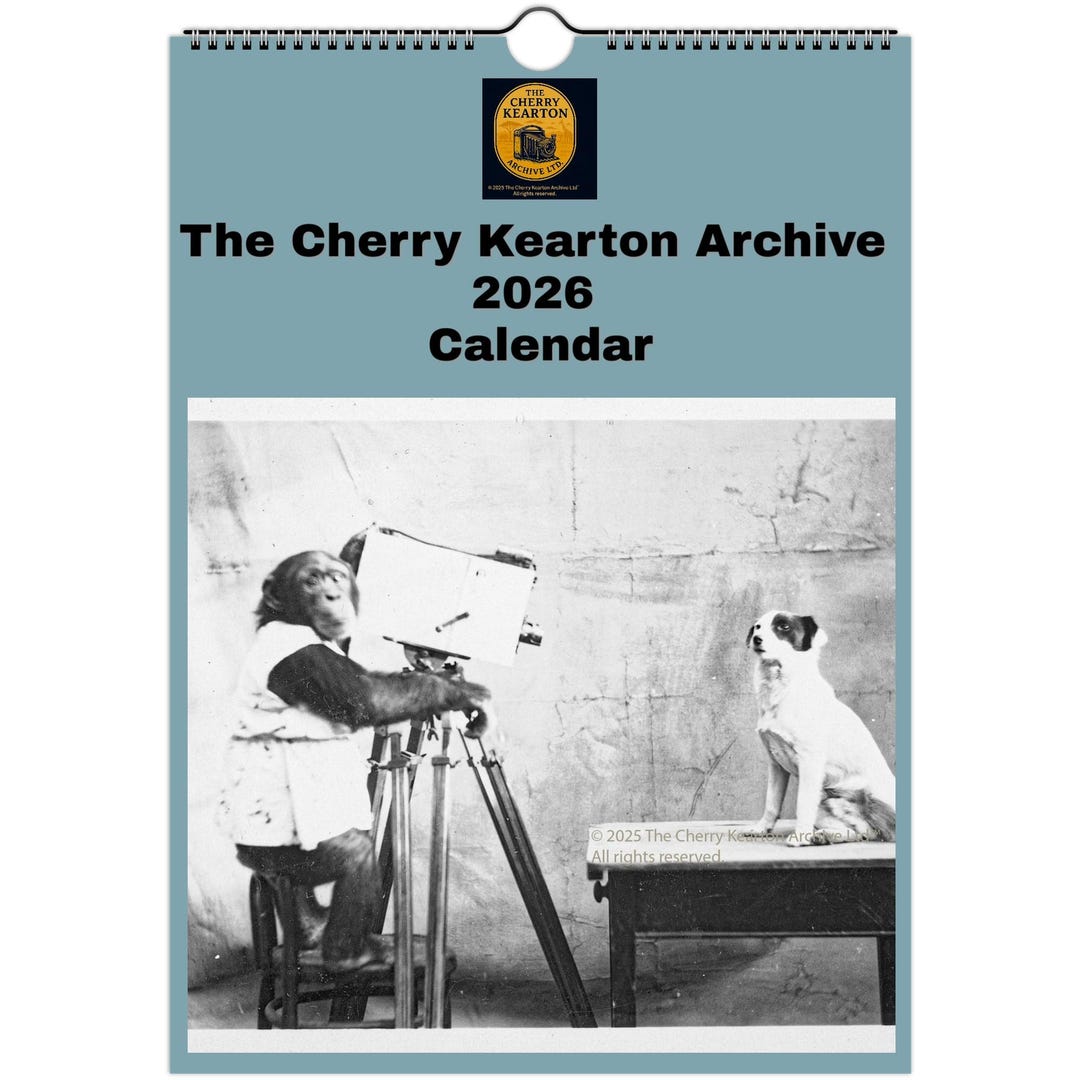 Cherry Kearton 2026 Calendar – Mary the Chimpanzee | Vintage Wildlife ...