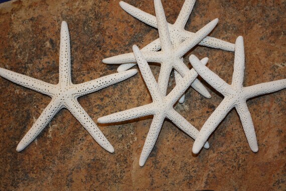 10 Large Natural Dried Starfish Smell Free Bleached White | Etsy