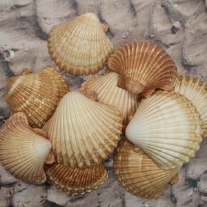 MEXICAN CUP Seashells, Sailors Valentine Seashell, Wedding Decor, Beach ...