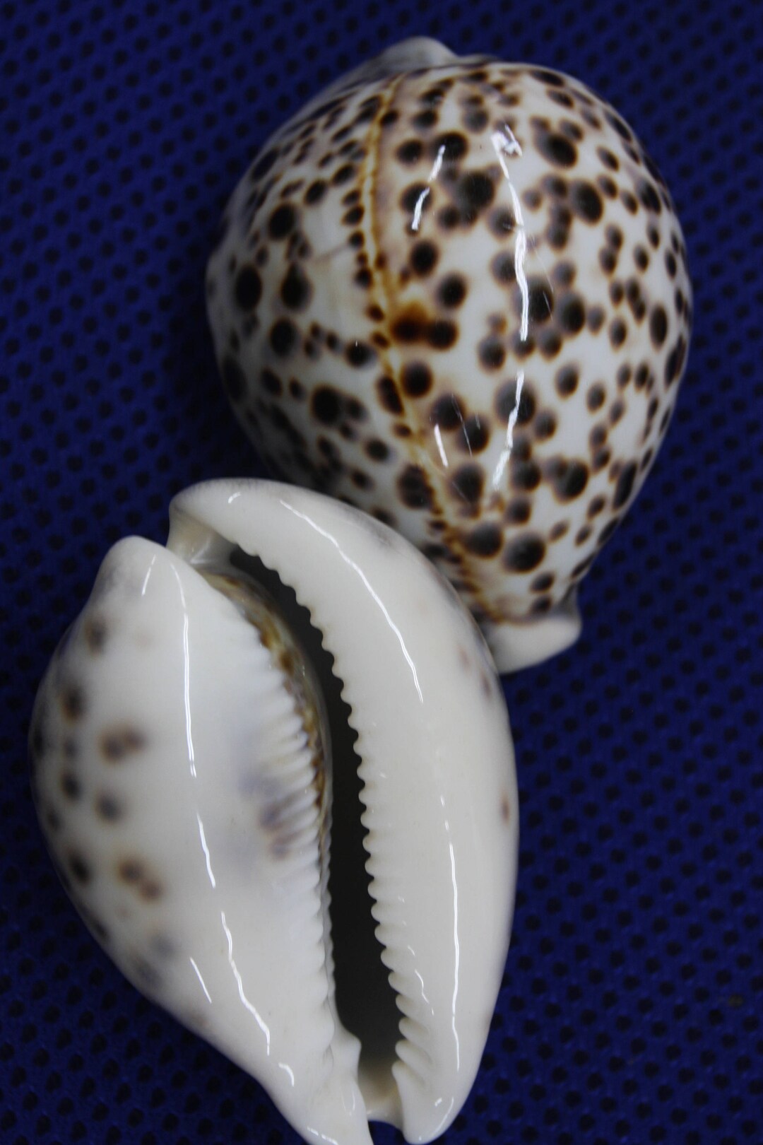 Quality Whole Cowry Seashells, 2 Inch to 3 Inch, Polished Whole ...