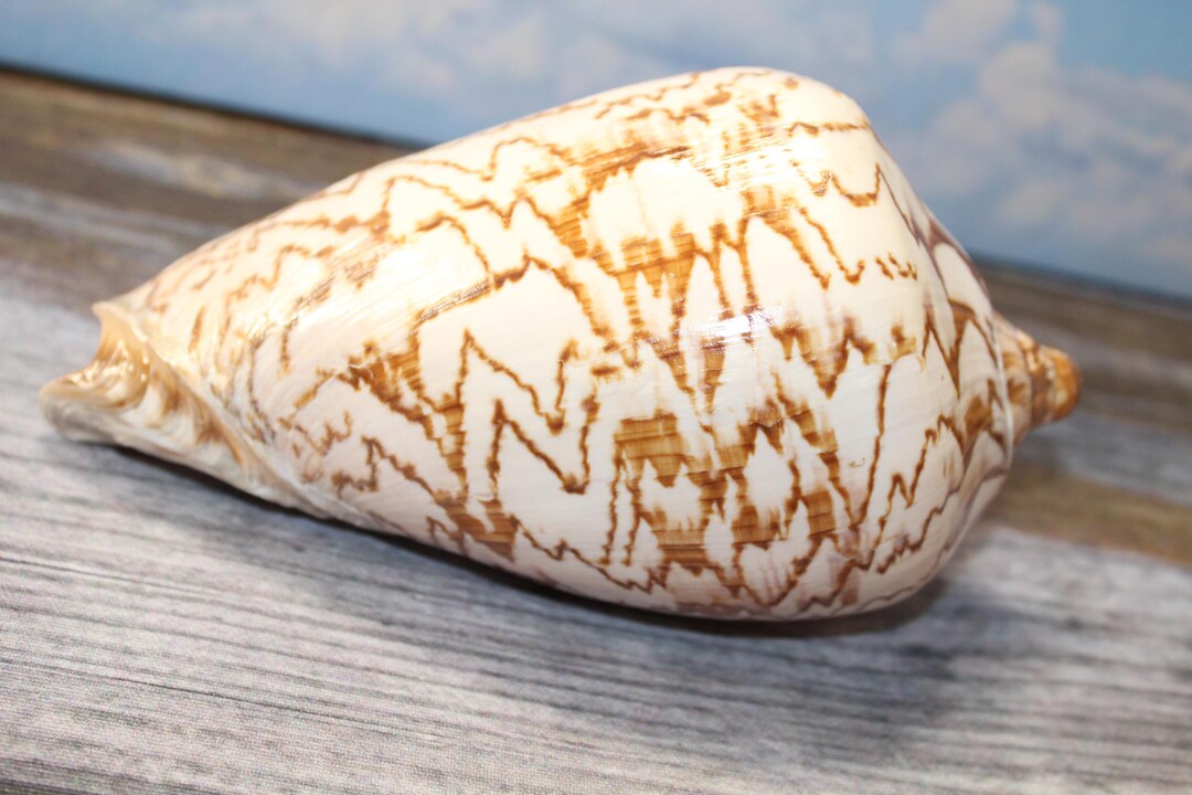 VOLUTA NOBLIS, Extra Large Shell,beach Decor,wedding Decor,all Occasion ...