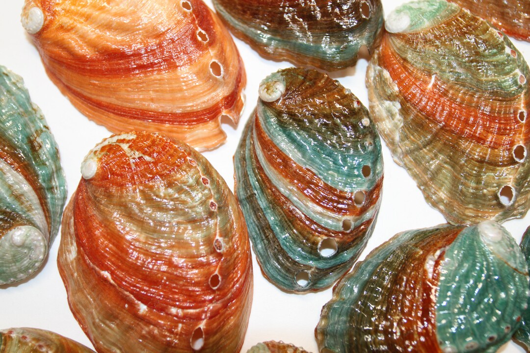 KOREAN ABALONE SEASHELLS / Crafts Supplies / Jewelry Supply /sailor ...