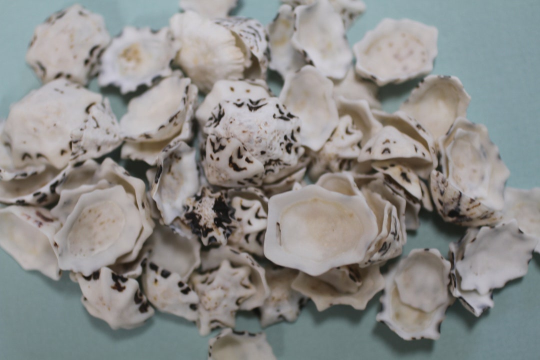 STAR Limpets,seashells,shell Craft,beach Decor,floral Supply,wreath ...