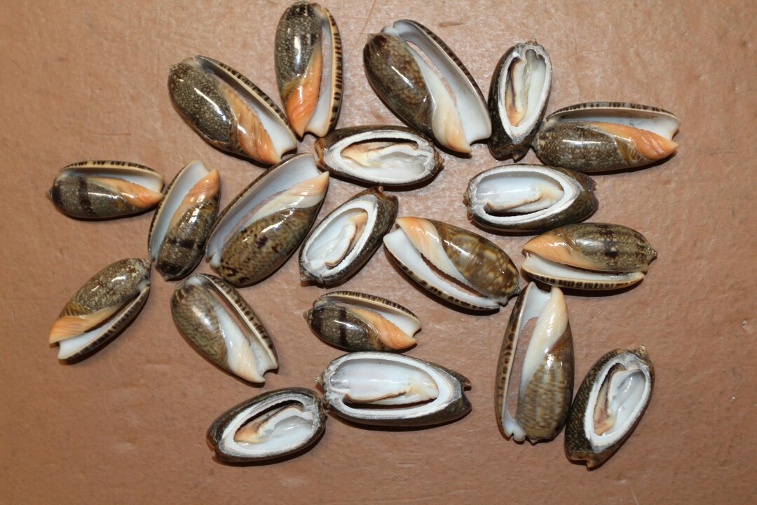 20-OLIVE RETICULATA Cut/sliced Seashells,frame-it Supply,beach Art ...