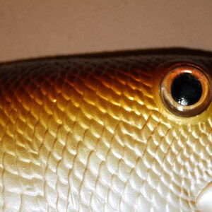 28" Redfish Wall Mount - Life Size and Species Correct- Trophy Fish ...