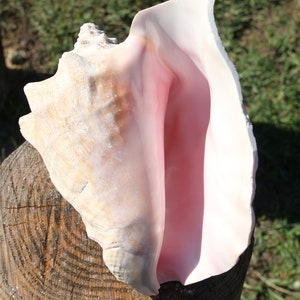 PINK CONCH, Beach Decor, Seashell Display - Christmas Gift,all Occasion Gift,collectible,bath ...