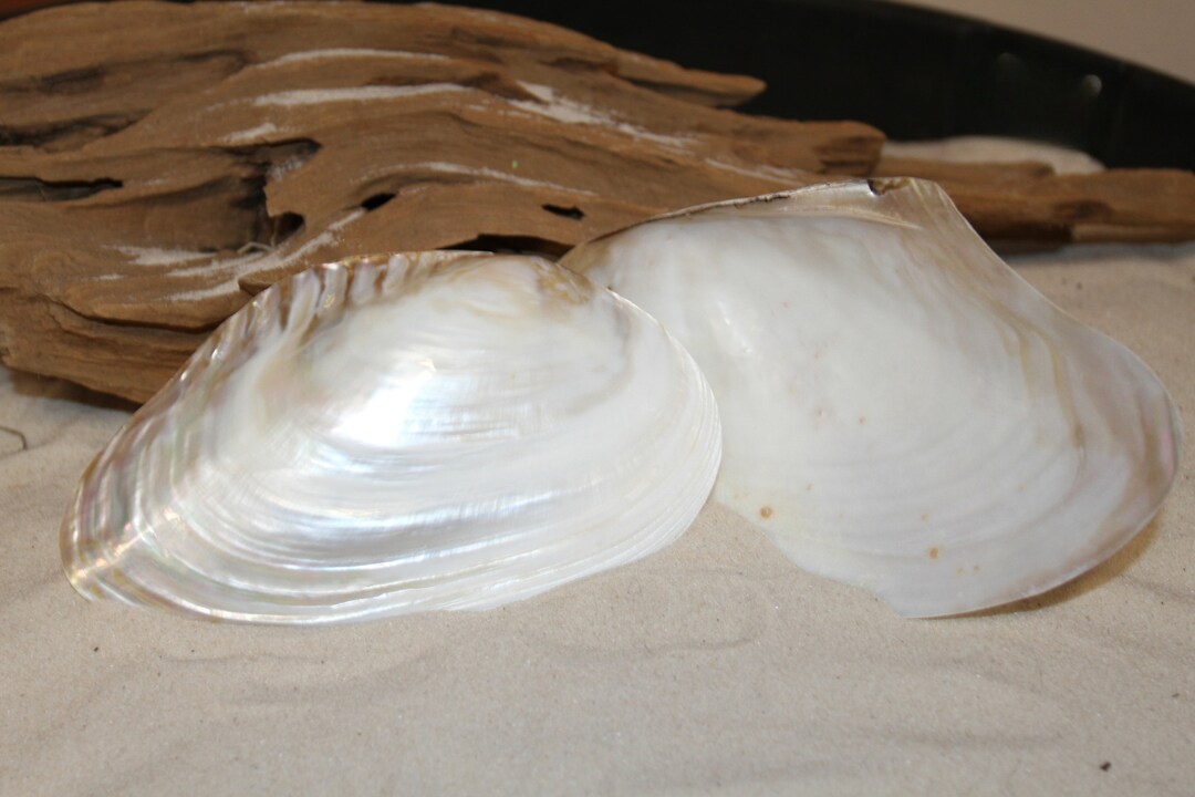 78 Extralarge Mussel Seashell-mother of Pearl-crafts Supplies-upscale ...