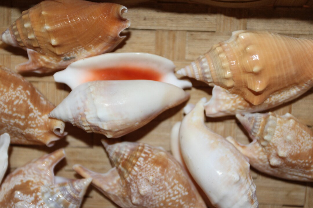 STROMBUS BULLA / Seashell Craft Supplies / Glass Jar Fillers / Wreath ...