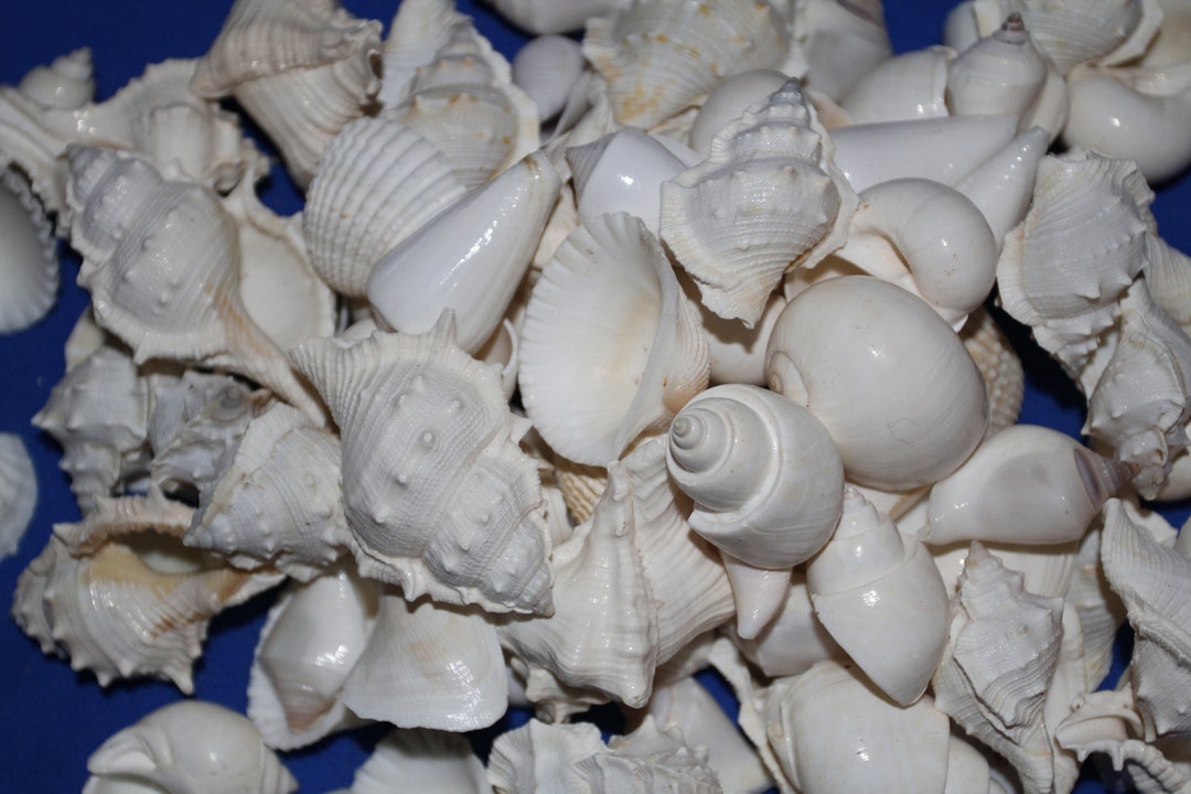 White Wedding Shells, 2 Plus Lbs, Free Ship, SS-219 - Etsy
