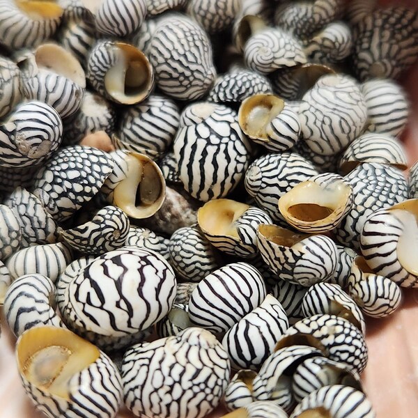 Tiny Seashells - Etsy