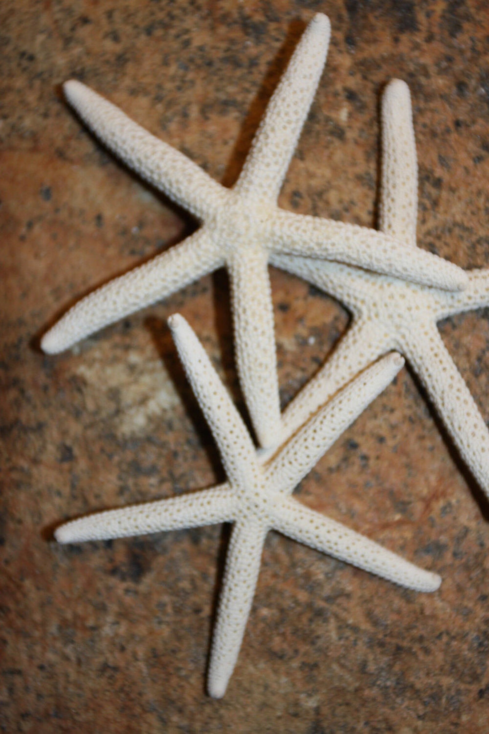 Starfish 2 3 1/2 Bleached White Starfish DIY | Etsy