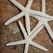 Starfish 2 3 1/2 Bleached White Starfish DIY - Etsy