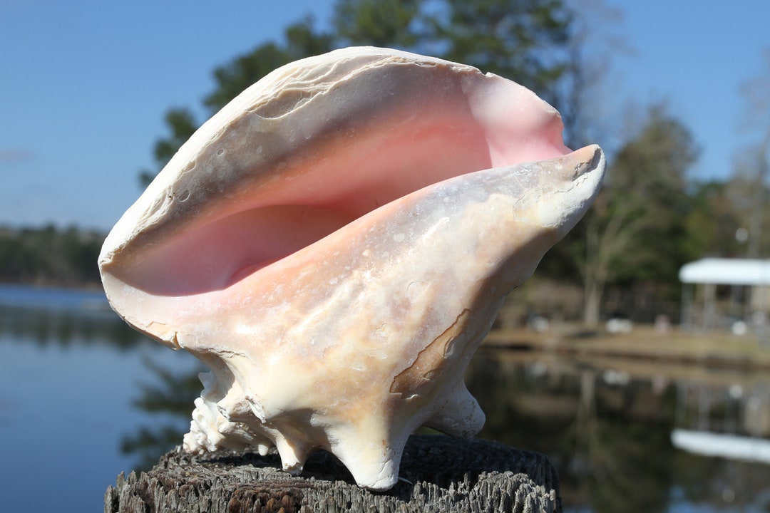 Pink Conch Shell, Island Decor, Free Ship JA-1 - Etsy