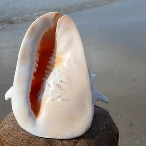 SEASHELL Large Helmet Shell, Ocean Display, Mothers Day Gift, Beach ...