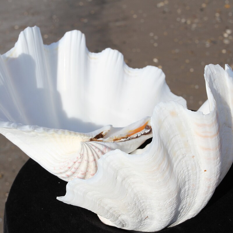 Clam Shell - Etsy