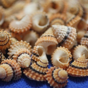 Small Tectarius Cornonatus Seashell Crafts Supplies- Upscale Crafts ...