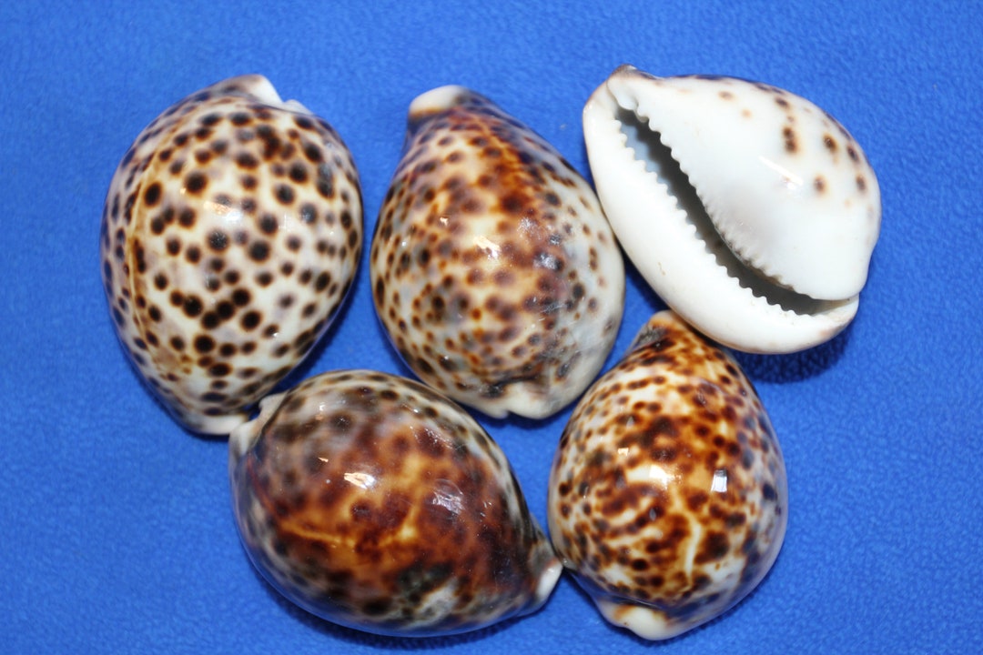 TIGER COWRY, Polished Tiger Polished Whole Seashells, Craft Supply ...