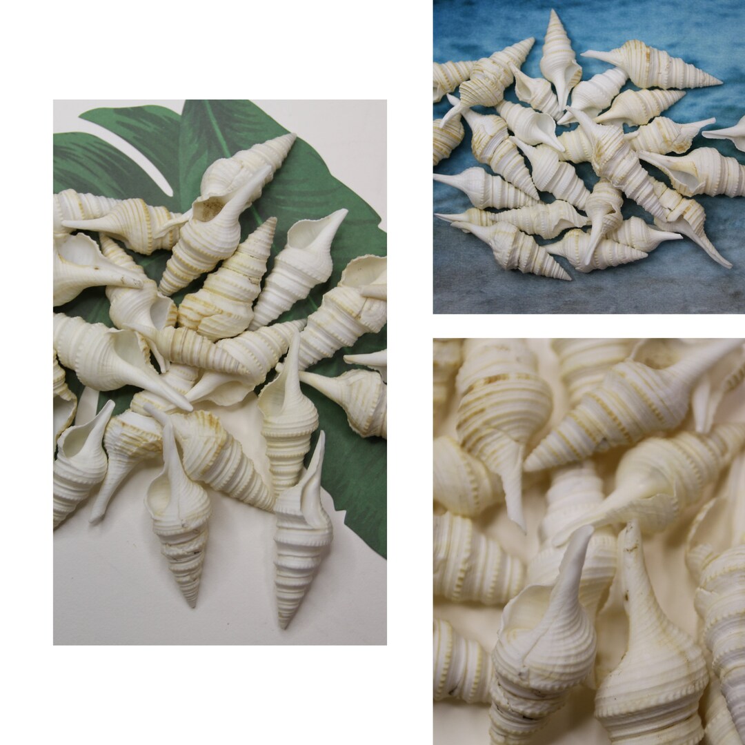 Turris Crispa Seashells, Sailor Valentines, Jewelry Supply, Beach Decor ...