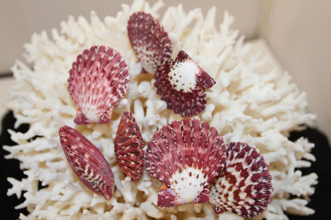 Pecten Pallium, Small Pairs, Seashells, Shelf Display Beautiful Wine ...