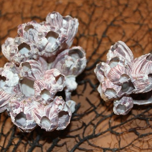 BARNACLE Clusters, Beautiful Purple Hues, Home Decor, Craft Supplies ...