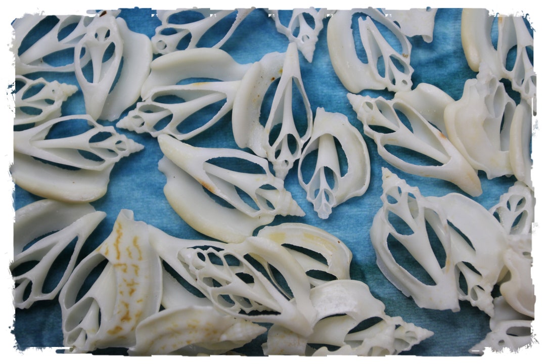 White Strombus Variabilis Sliced Center Cut Seashells, Wedding Decor, Beach Wedding, Floral ...