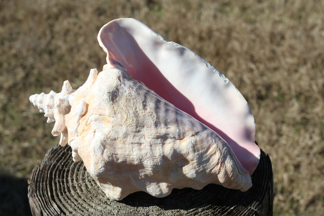 Seashell Gift 8" -9" Pink Conch Shell Home Decor, Free Ship W-3 - Etsy