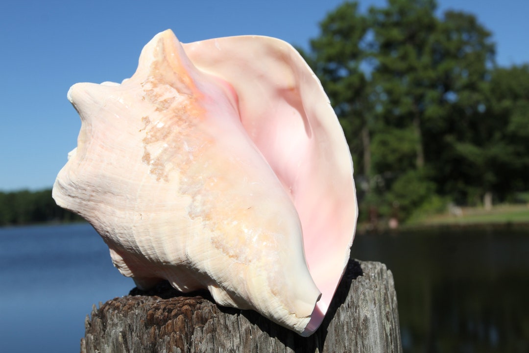 Nice Pale Pink Conch Shell, Beach Decor, Seashell Display Christmas ...