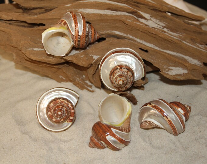 TURBO PETHOLATUS / Decorative Tapestry Shell / Wedding Decor / Craft ...