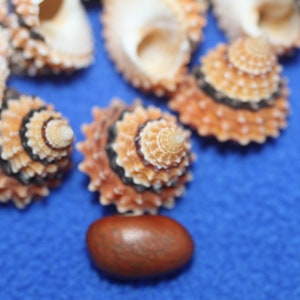 Small Tectarius Cornonatus Seashell Crafts Supplies- Upscale Crafts ...