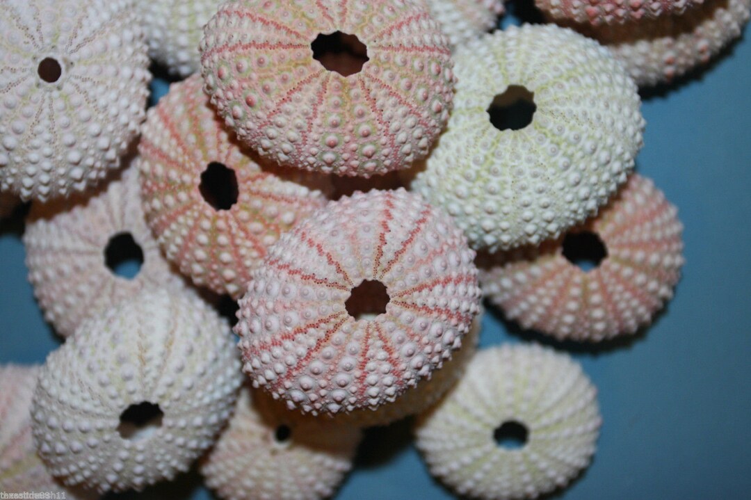 80 - PINK URCHINS, Small Sea Urchins, Shell Craft, Mosaic Work, Wreath ...